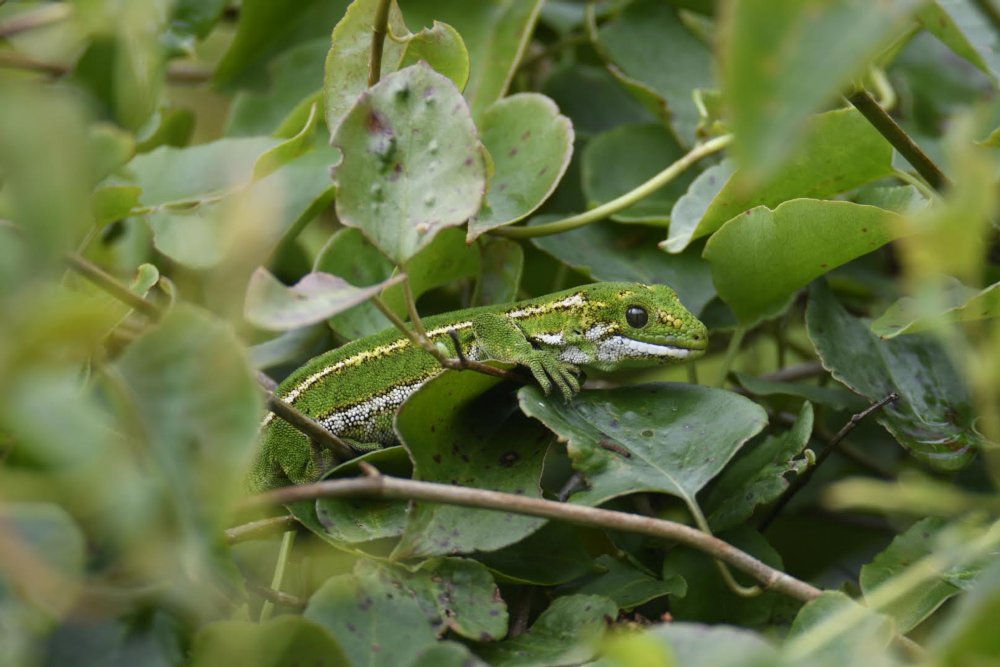 Conservation Efforts Secure Future of Native Birdsong in Otago ...