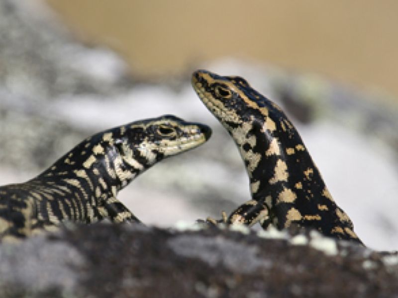 Introducing the Native Skink : Otago Community Trust
